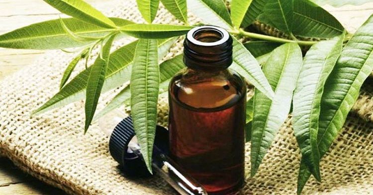 Best Organic Tea Tree Oil For Skin and Hair - Organic Aspirations