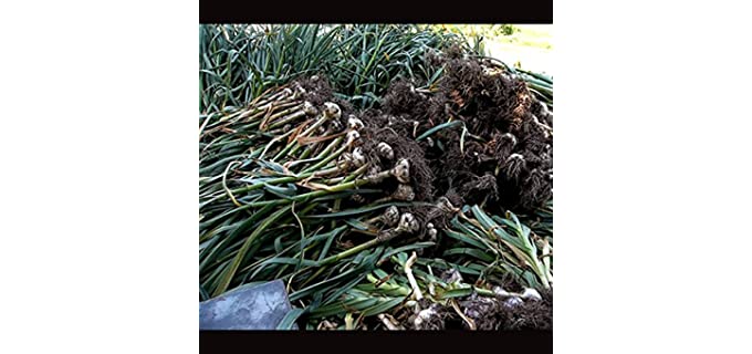 Organic Garlic Sprouting Seeds - Organic Aspirations