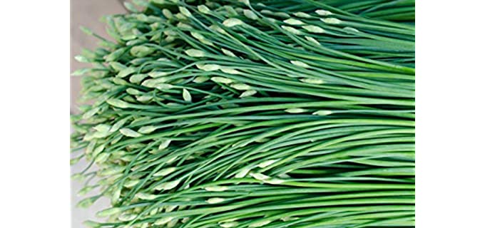 Organic Garlic Sprouting Seeds - Organic Aspirations