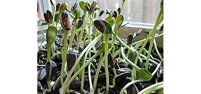 Organic Sunflower Sprouting Seeds - Organic Aspirations